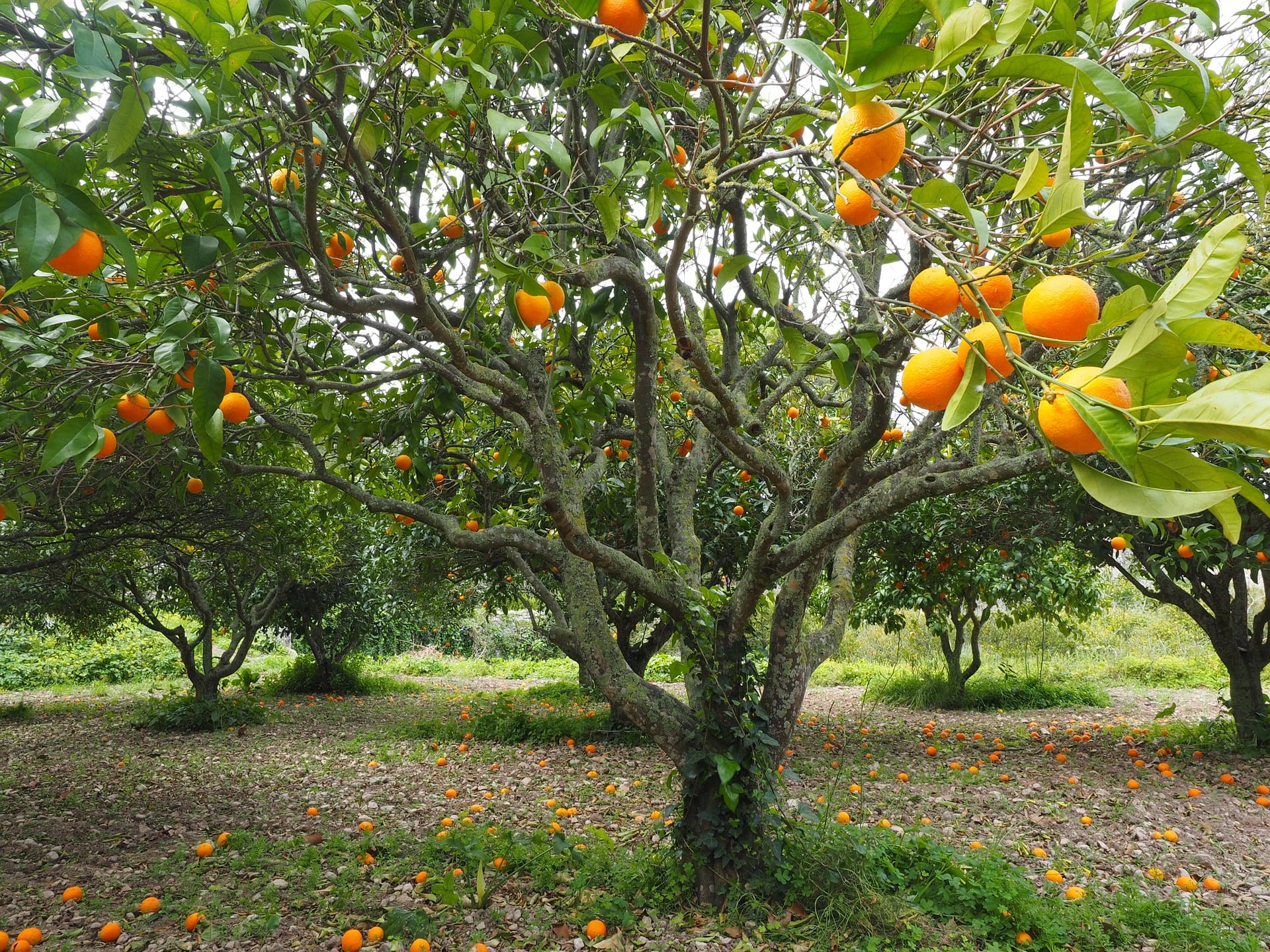 Agritourism Travel & Sustainable Events in Malta | Special Interest Travel